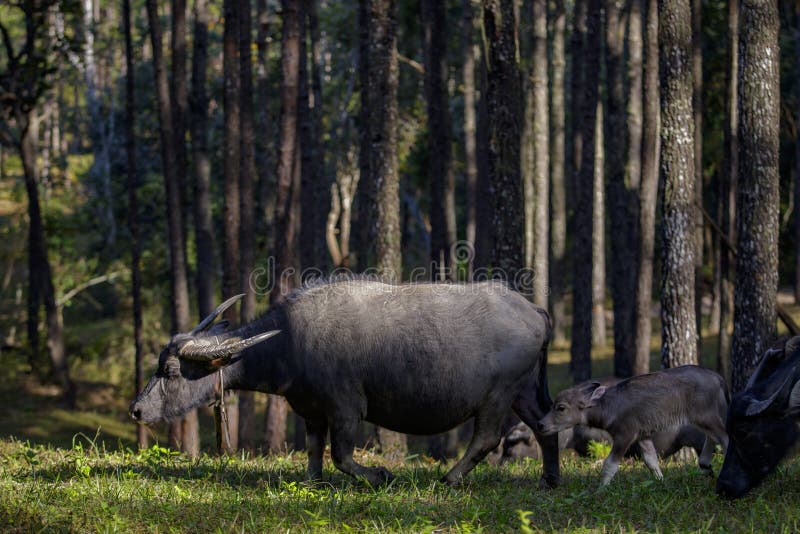 Flock of Buffalo Family in Pine Wood Stock Photo - Image of mammal ...