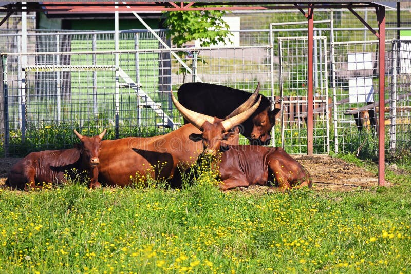A Flock of Buffalo Rests in the Shade Stock Image - Image of muzzle ...