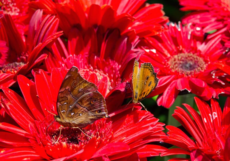 A flock of butterflies stock photo. Image of pollination - 40936134