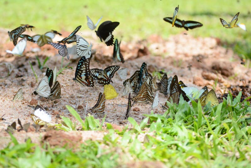 Flock of butterflies stock image. Image of present, natural - 50119161