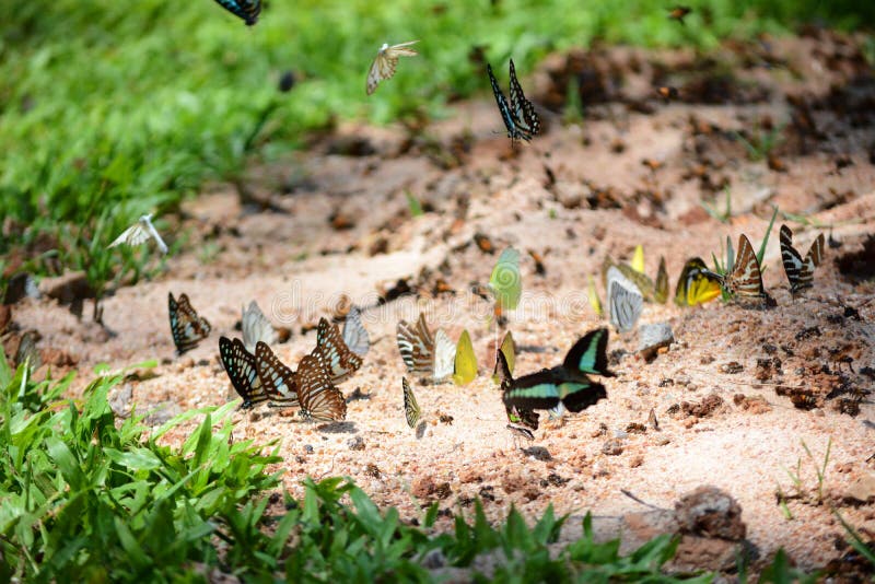 Flock of butterflies stock image. Image of beautiful - 40562243
