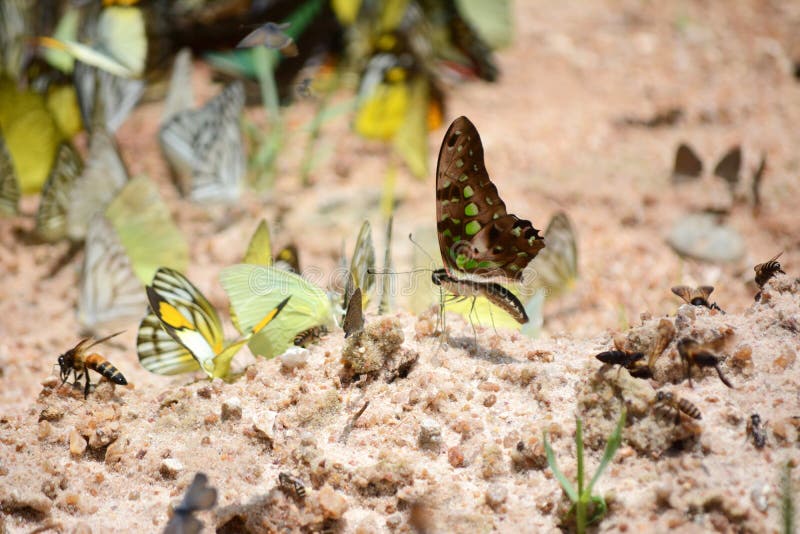 Flock of butterflies stock image. Image of macro, abundant - 40562159