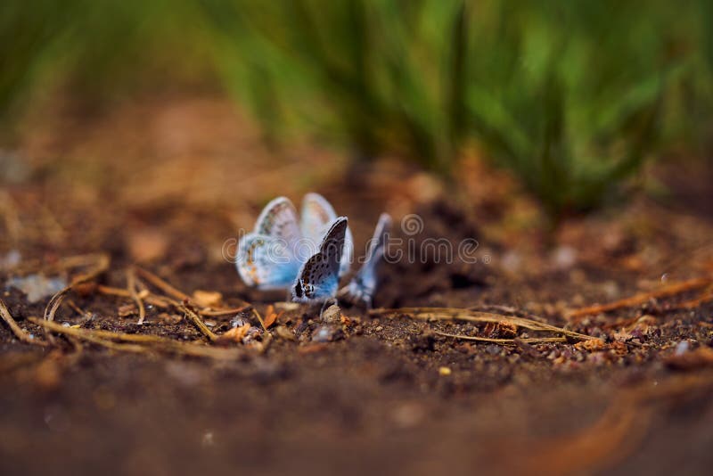 945 Flock Butterflies Stock Photos - Free & Royalty-Free Stock Photos ... 945 Flock Butterflies Stock Photos - Free & Royalty-Free Stock Photos ...