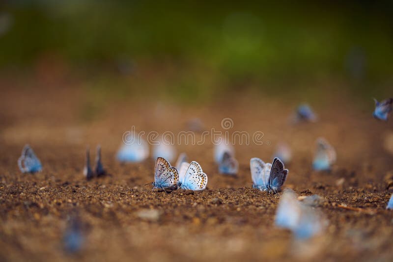 A Flock of Butterflies Shot Closeup Stock Photo - Image of butterflies ... A Flock of Butterflies Shot Closeup Stock Photo - Image of butterflies ...