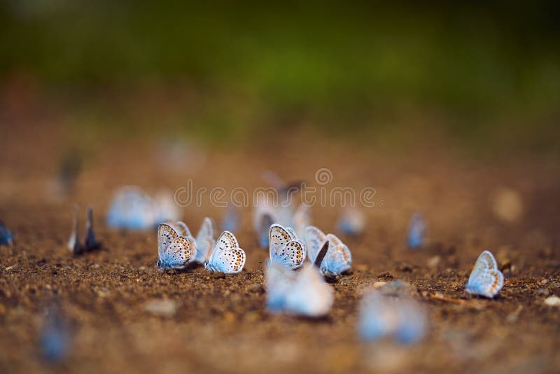 A Flock of Butterflies Shot Closeup Stock Photo - Image of insect ... A Flock of Butterflies Shot Closeup Stock Photo - Image of insect ...