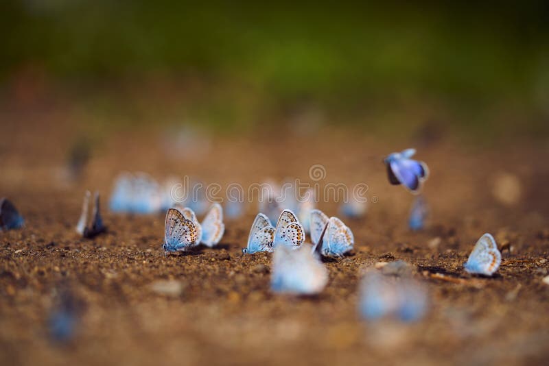A Flock of Butterflies Shot Closeup Stock Photo - Image of outside ... A Flock of Butterflies Shot Closeup Stock Photo - Image of outside ...