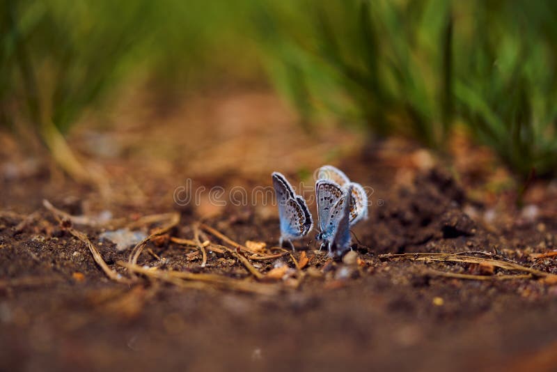 A Flock of Butterflies Shot Closeup Stock Image - Image of soil, flock ... A Flock of Butterflies Shot Closeup Stock Image - Image of soil, flock ...