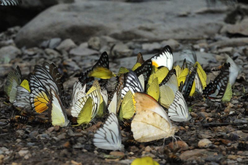 Flock of butterflies. stock photo. Image of white, stone - 32840938