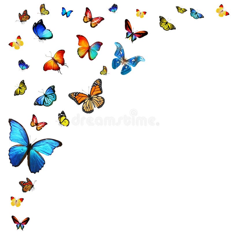 Swarm Of Butterflies Images Clipart