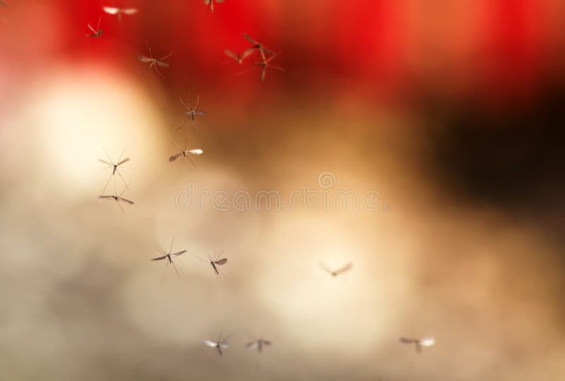 Flock of Buzzing Harmful Insect Mosquitoes Flying in the Air a Stock ...