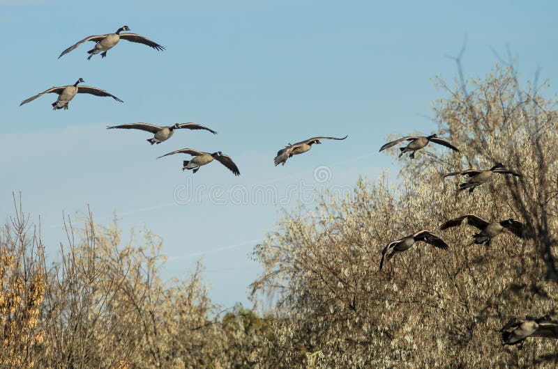 Flock of Canada Geese Coming in for a Landing in the Marsh Stock Photo ...