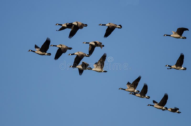 Flock of Canada Geese Flying in a Blue Sky Stock Photo - Image of blue ...