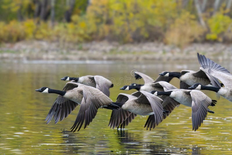 Flock of Canada Geese Flying Low Over a Lake Stock Image - Image of ...