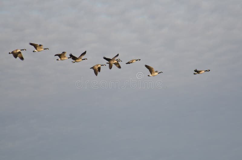 Flock of Canada Geese Flying in the Morning Sky Stock Photo - Image of ...