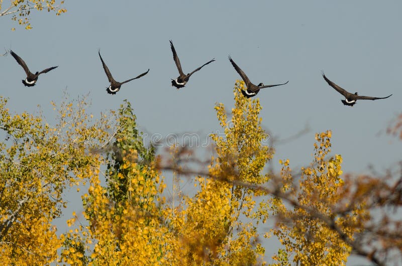 Flock of Canada Geese Flying Over the Wetlands Stock Image - Image of ...