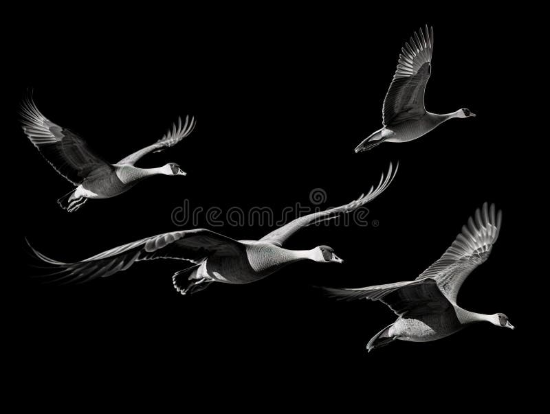 Flock of Canada Geese Flying on a White Background Made with Generative ...