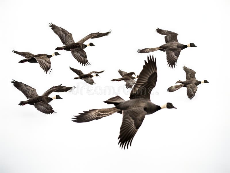 Flock of Canada Geese Flying on a White Background Made with Generative ...