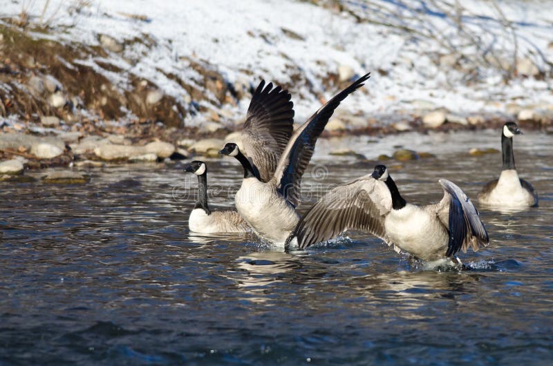 Flock of Canada Geese Taking Off from a Winter River Stock Photo ...