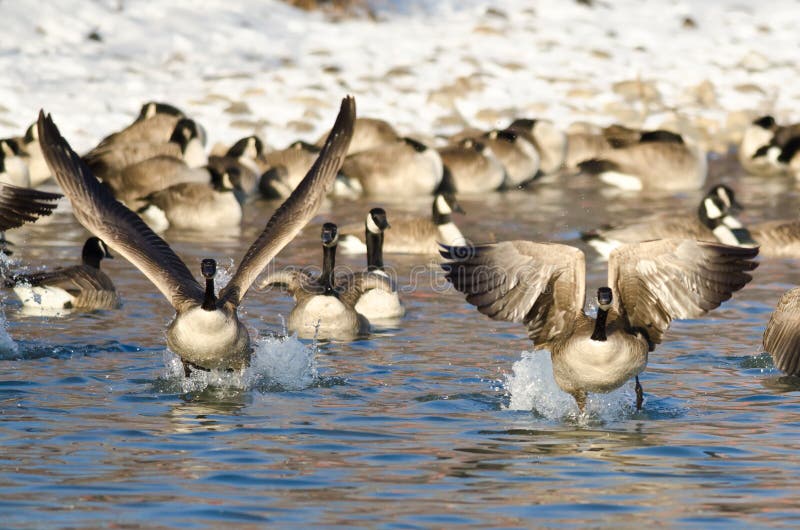 Flock of Canada Geese Taking Off from a Winter River Stock Photo ...