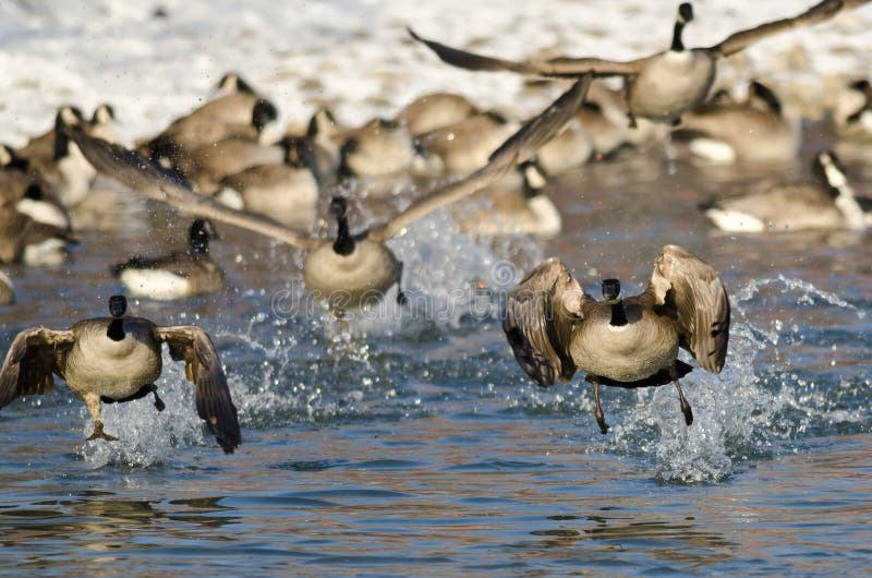 Flock of Canada Geese Taking Off from a Winter River Stock Image ...