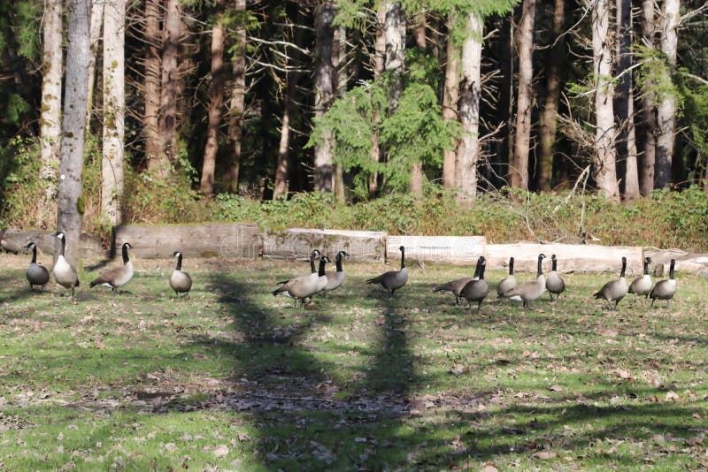 Geese in the tree shadow stock photo. Image of group - 111731652