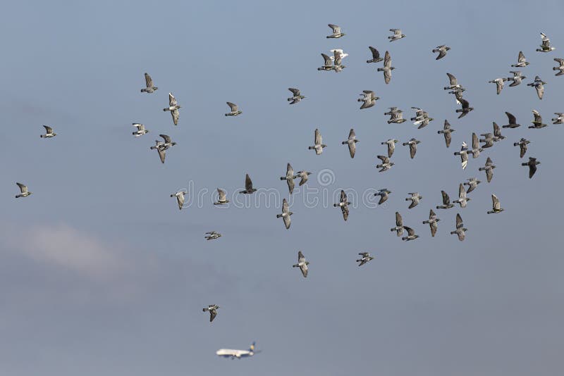 Carrier pigeons in flight stock image. Image of group - 235338615