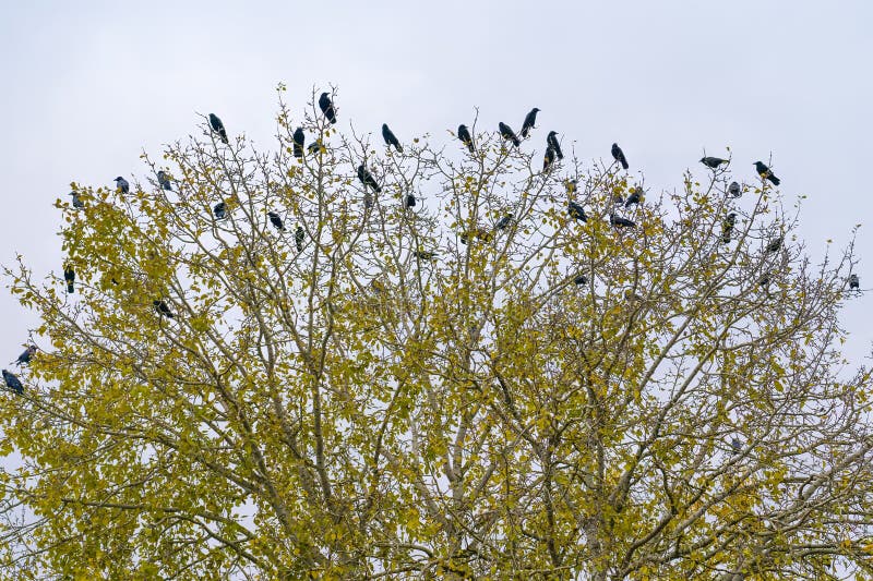 Flock of Carrion Crows Perching on the Tree Top Stock Image - Image of ...