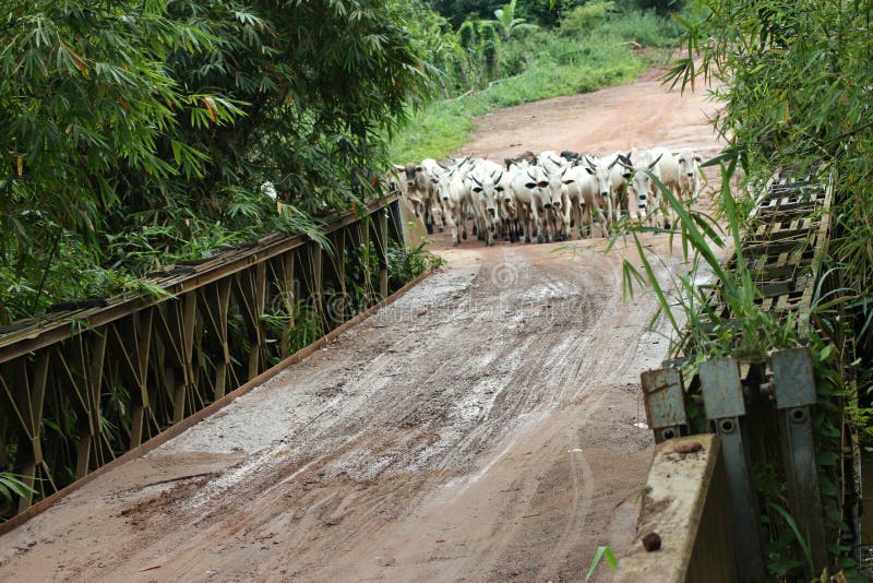 897 Cattle Bridge Stock Photos - Free & Royalty-Free Stock Photos from ...