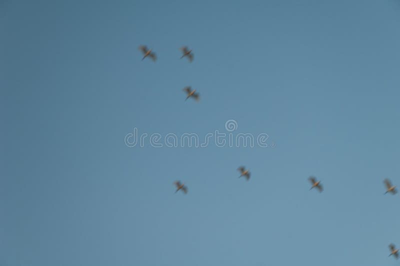 Flock of Cattle Egrets Bubulcus Ibis in Flight. Stock Image - Image of ...