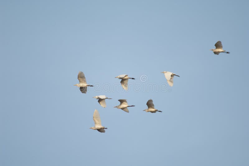 Flock of Cattle Egrets Bubulcus Ibis in Flight. Stock Photo - Image of ...
