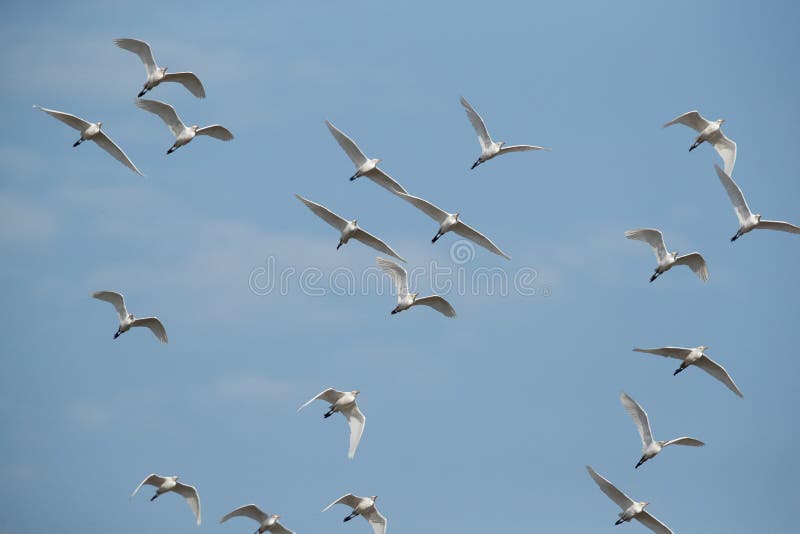 A Flock of Cattle Egrets in Flight at Buri Farm, Bahrain Stock Image ...