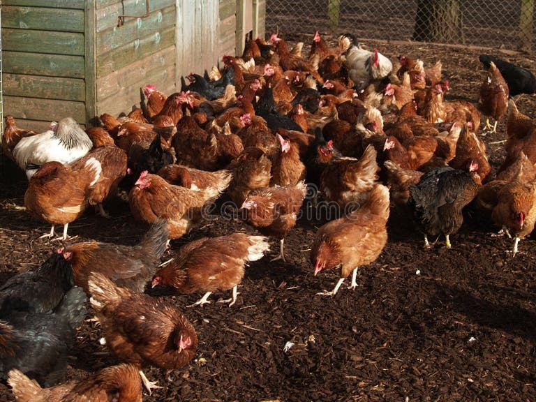 Chicken Farm Open Public Stock Photos - Free & Royalty-Free Stock ...