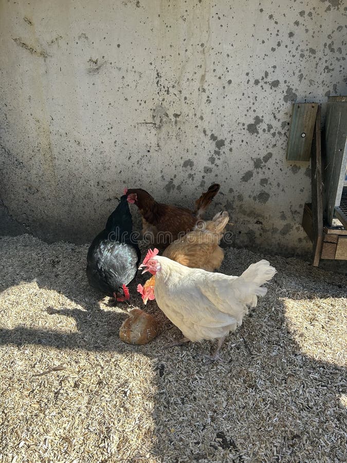 Flock of Chickens Eating Their Bread Stock Photo - Image of ducks ...