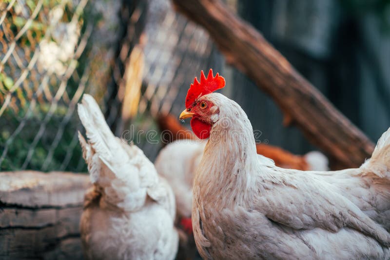 A Flock of Chickens Foraging for Food in a Sunny Backyard Enclosure ...