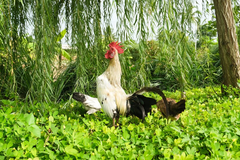 The Flock of Chickens Foraging in the Garden. Stock Image - Image of ...
