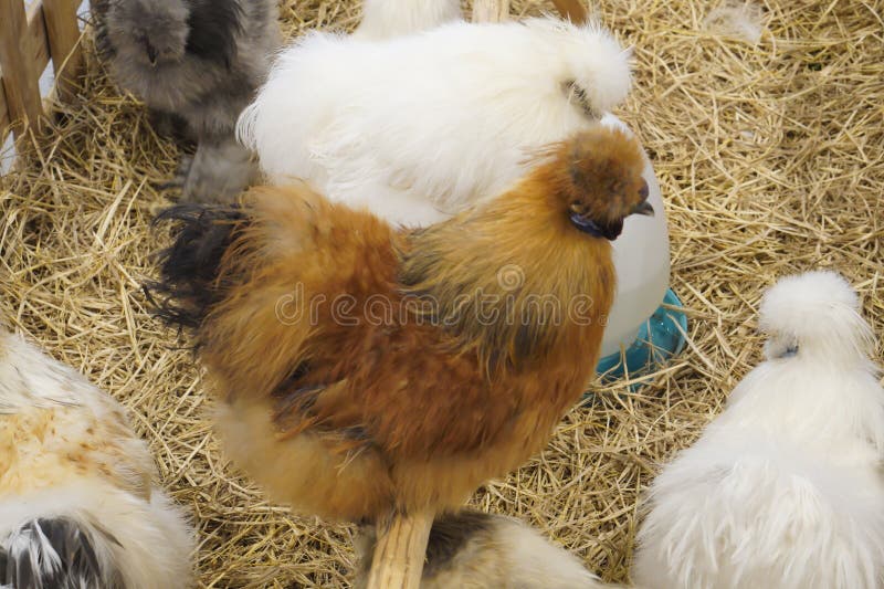 Picture Flock of Chickens Playing on the Haystacks in the Farm Stock ...