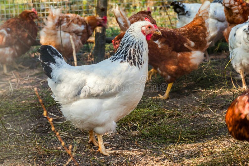 605 Roosters Wings Logo Stock Photos - Free & Royalty-Free Stock Photos ...