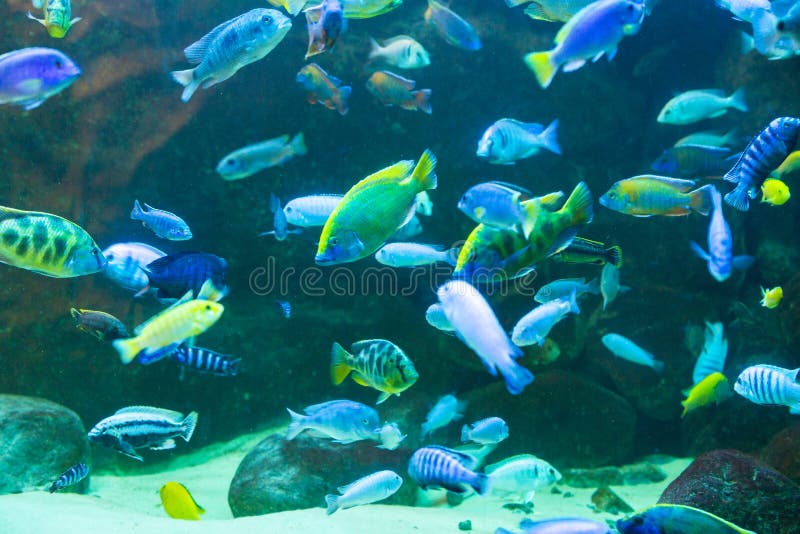 Fish from malawi lake stock photo. Image of lemon, wildlife - 126452046