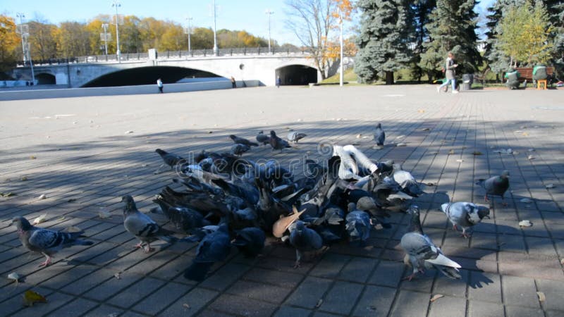 A Flock of City Pigeons Pecking Grain Stock Footage - Video of pigeon ...
