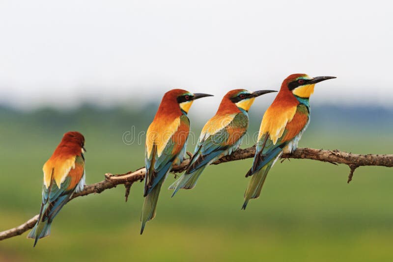 Flock Colored Birds of Paradise Stock Image - Image of green, claw ...