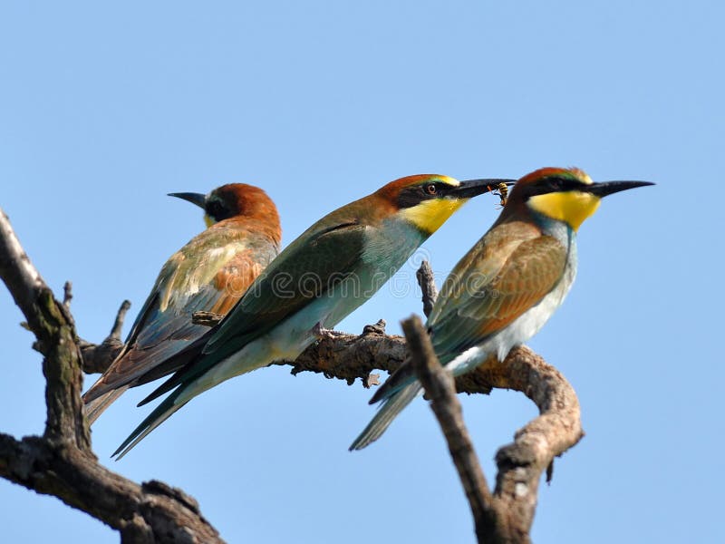 Flock of Colorful Bee Eaters Stock Image - Image of yellow, wild: 12457823