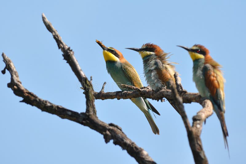Rare bee-eater bird stock image. Image of green, nature - 9822127