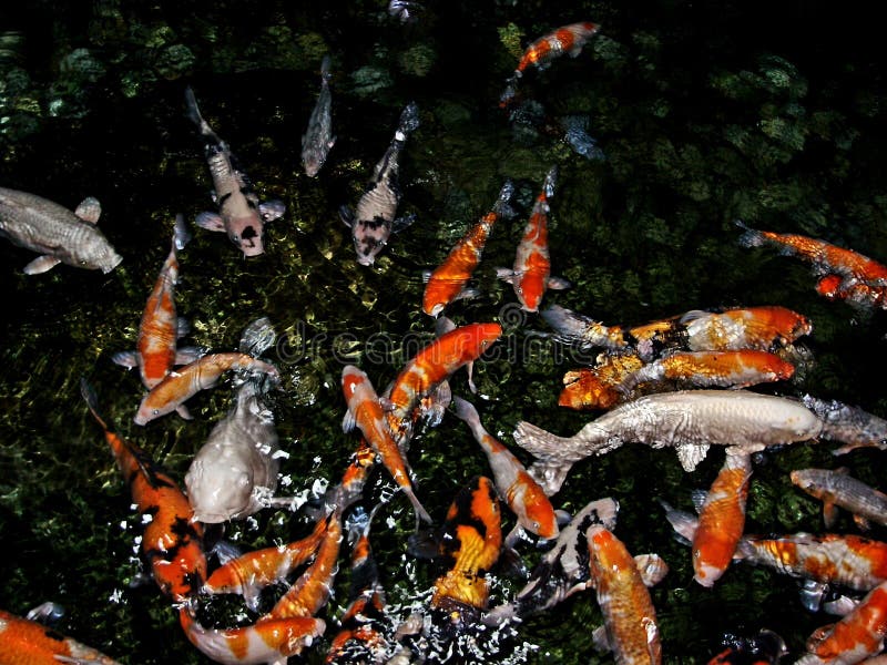 Flock of Colorful Fish in Pond Stock Photo - Image of wave, vacation ...