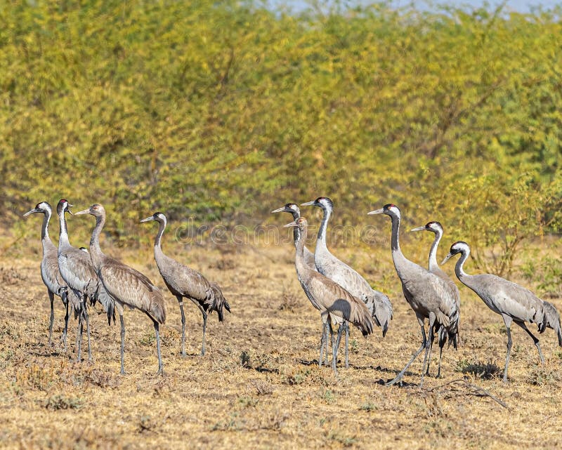 A flock of Common Cranes stock image. Image of crane - 271223363