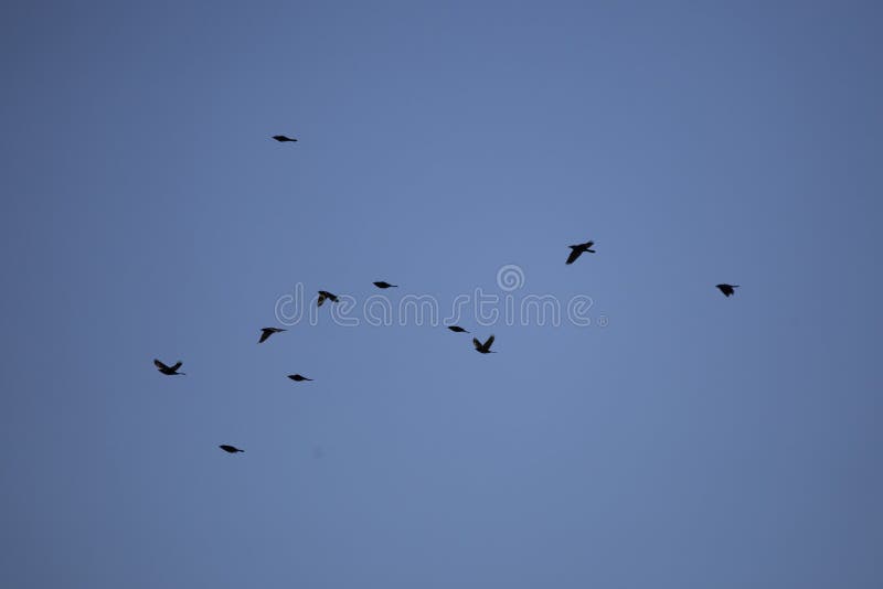 Flock of Common Grackles stock image. Image of beautiful - 253430969