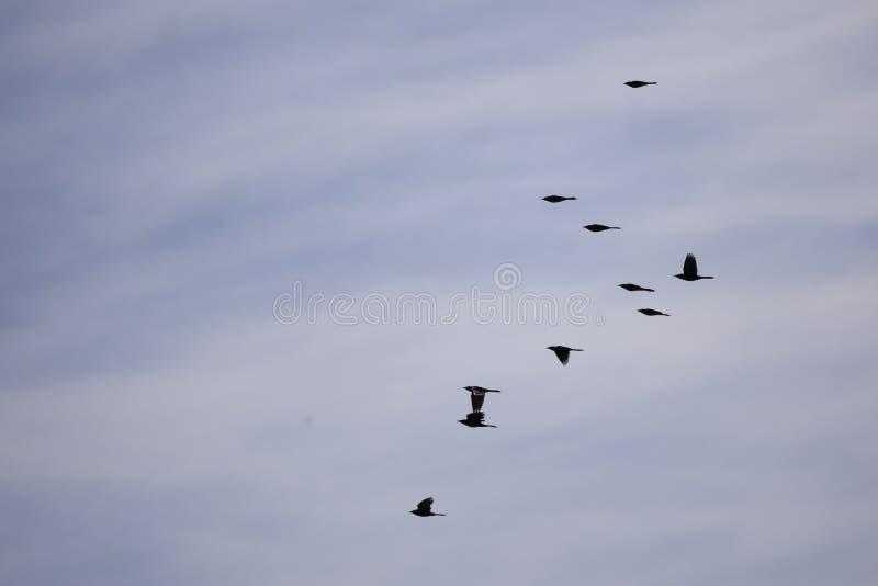 Flock of Common Grackles stock image. Image of glossy - 253430965
