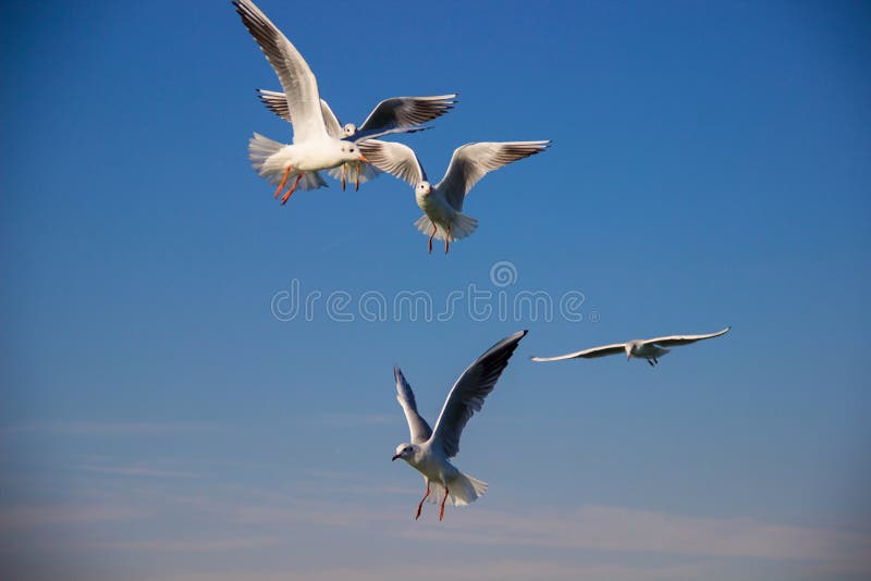 Flock of Common Gulls Flying in Blue Sky Stock Image - Image of ...