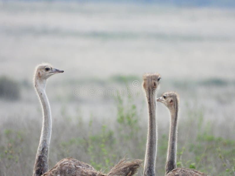 Flock of Common Ostriches (Struthio Camelus) Stock Image - Image of ...