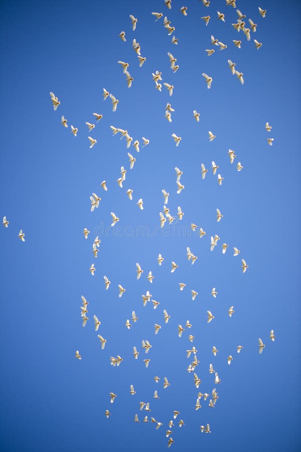 Flock of corella birds stock image. Image of flock, short - 156898319