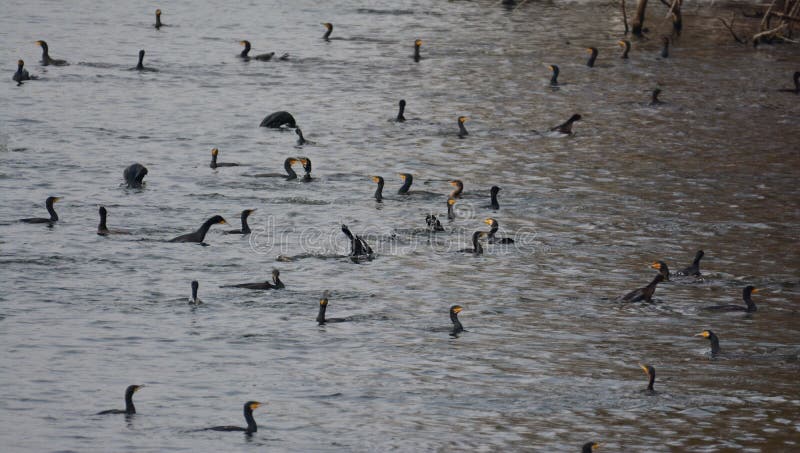 Flock of Cormorants Hunting on a River Stock Photo - Image of pond ...
